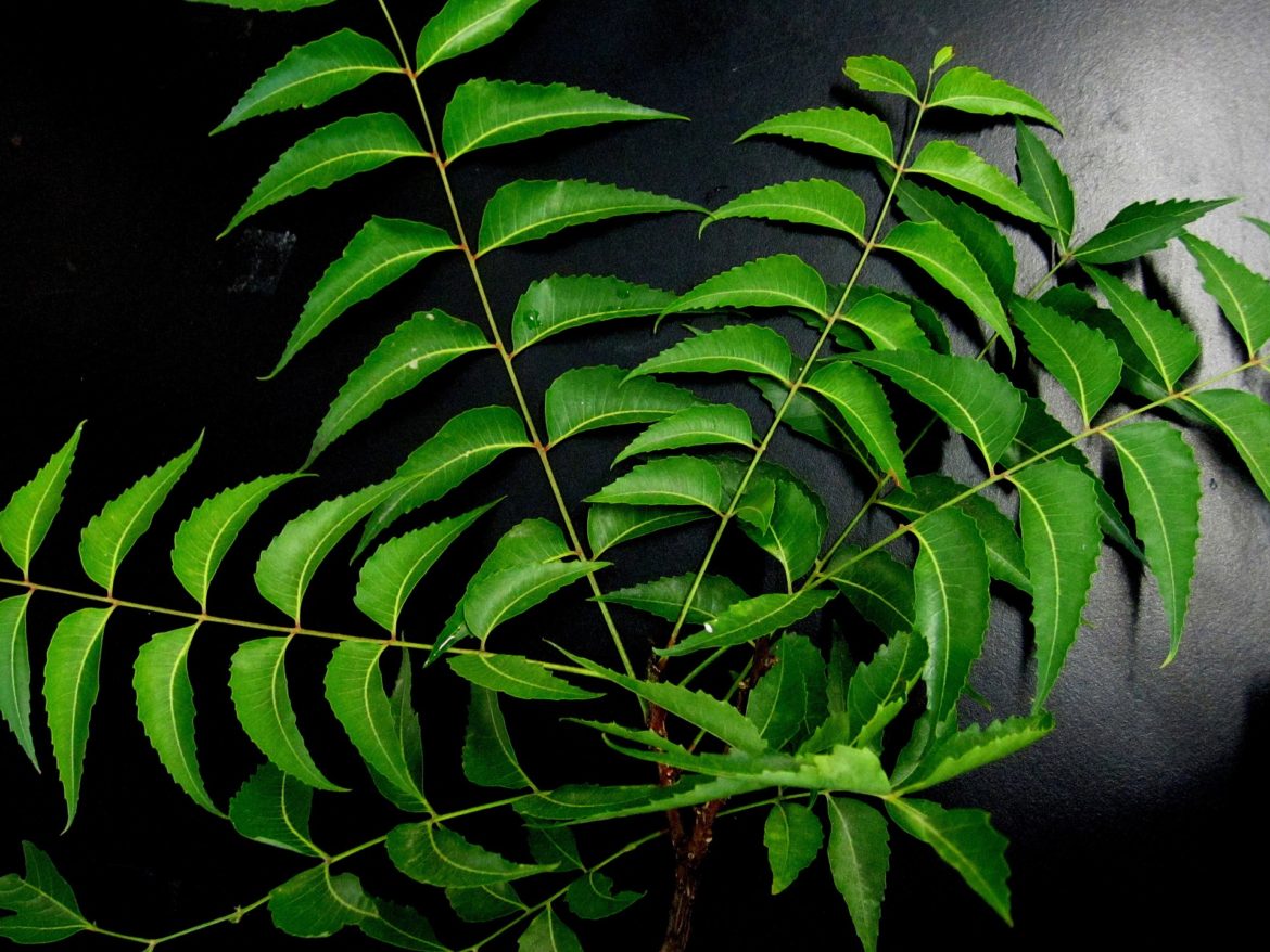 10 Benefits of Neem Leaves : Online Health Media
