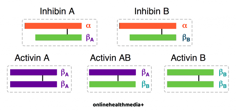 Inhibin: Definition and Overview in 2020 | onlinehealthmedia