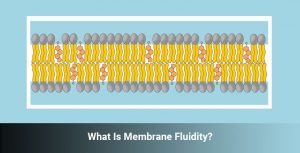 How Does Cholesterol Affect Membrane Fluidity - OHM