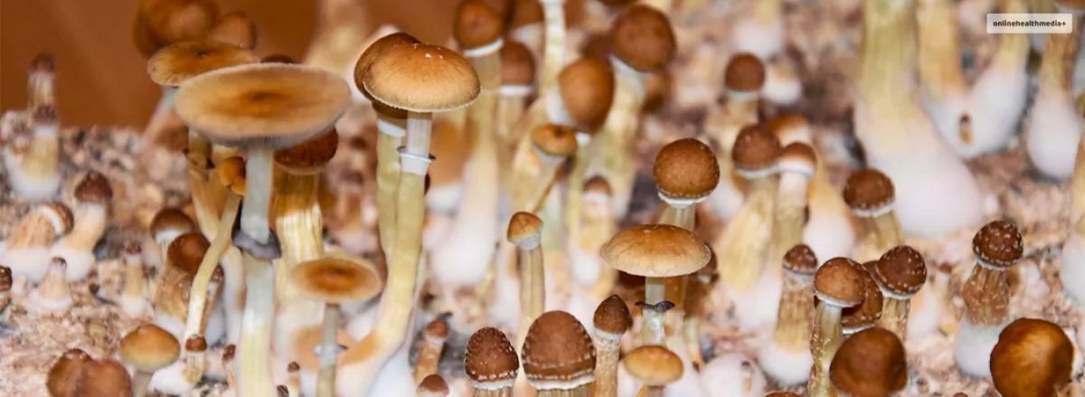 How Long Do Shrooms Stay In Your System? | OHM